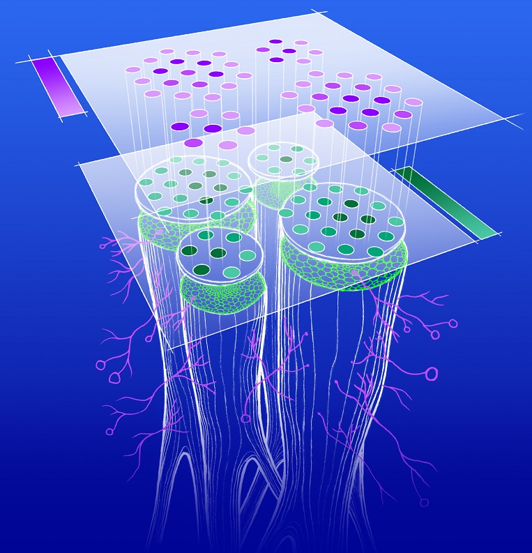 Researchers Use A New Two Dimensional Analysis To Build A Map Of Gene Researchers Use A New Two Dimensional Analysis To Build A Map Of Gene