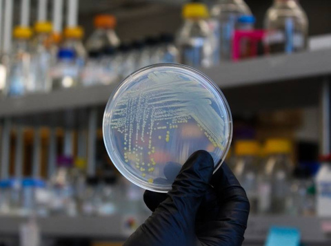 Researchers Use Vitamins to Decode Complex Interactions in the Soil ...