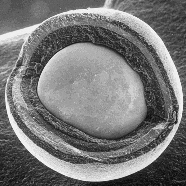 TRISO particles: The most robust nuclear fuel on earth | Department of ...