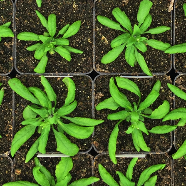 First-Person Science: Christoph Benning on Plant Biochemistry ...